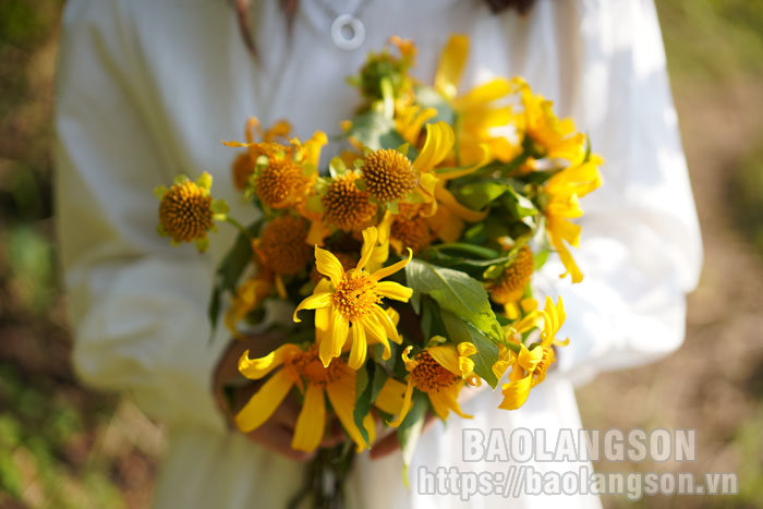 Ấn tượng thung lũng hoa dã quỳ Sài Hồ